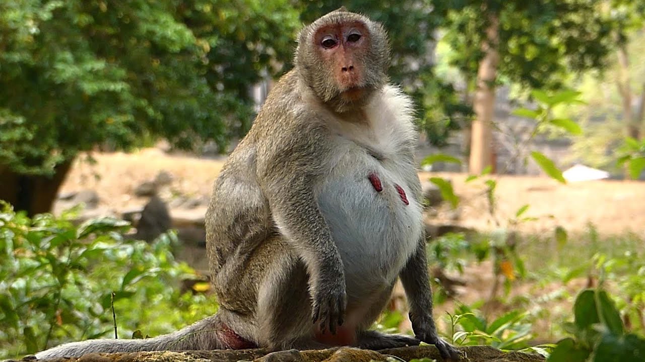 New update..., Jane monkey today, Beautiful pregancy, Coming soon bab ...