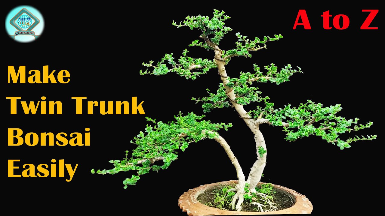 টুইন ট্রাংক বনসাই তৈরির পদ্ধতি | How to make Twin Trunk style bonsai ...