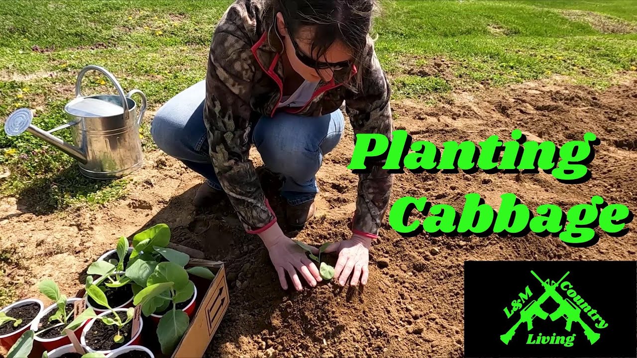 Planting Cabbage - YouTube
