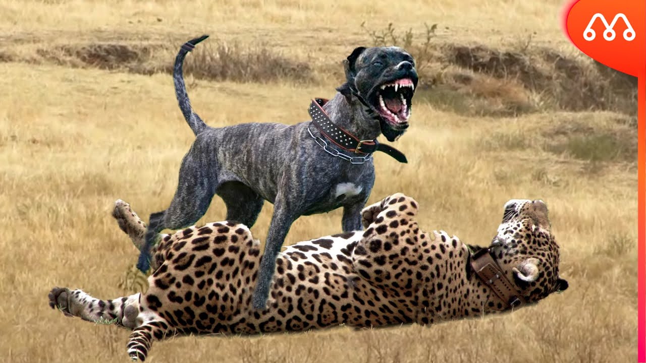 O CÃO QUE MATA ATÉ ONÇA - YouTube