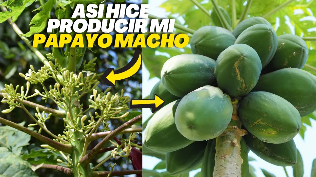Cómo Hacer Producir a una Planta “Macho” de Papayas o Lechosas - YouTube