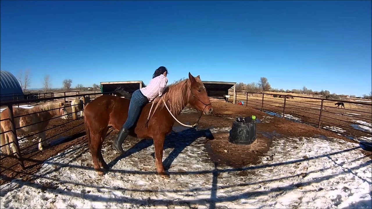 Faith - the "Untrainable" Mustang - Day 4 (Uncut) - YouTube