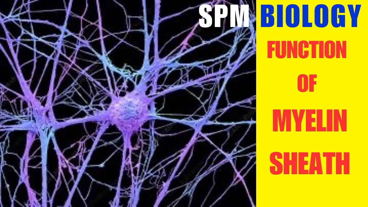 Function of Myelin Sheath and HOW IT SPEEDS UP TRANSMISSION OF IMPULSE ...