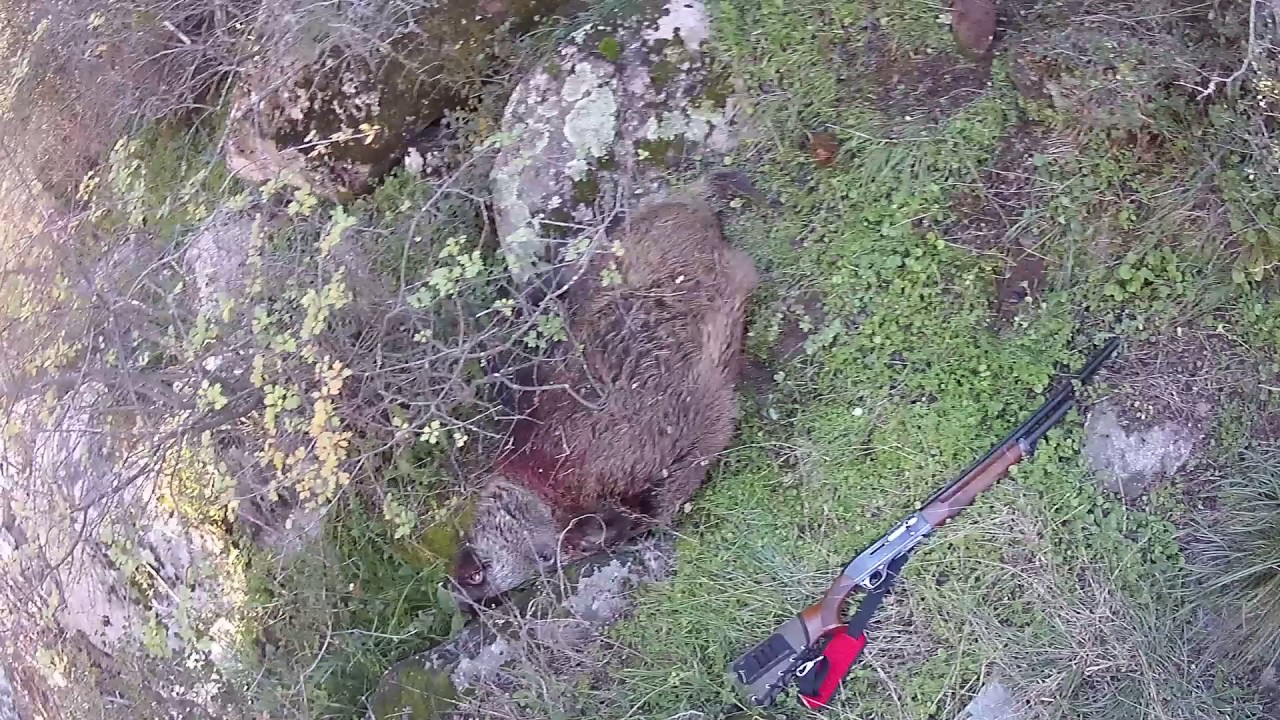 κυνηγι αγριογουρουνου βερδικουσια 10-12-16 - YouTube