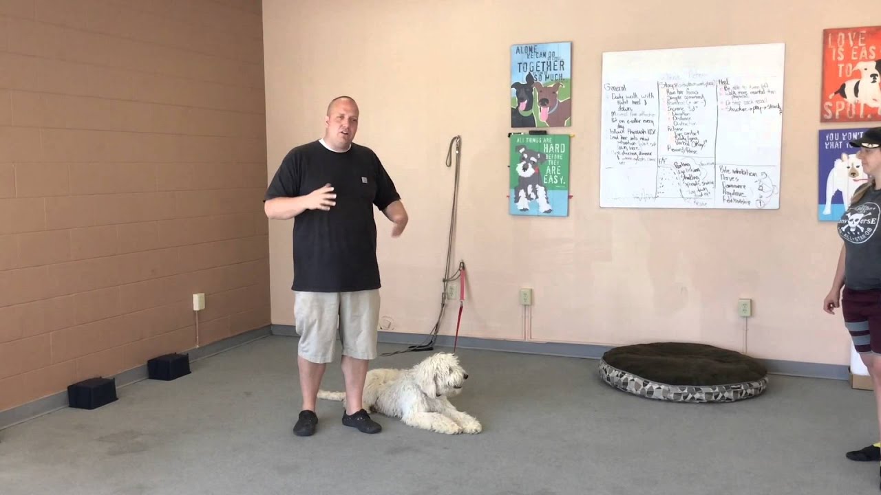Service Dog Training Utah 801 895 2731 YouTube service-dog-training-utah-801-895-2731-youtube