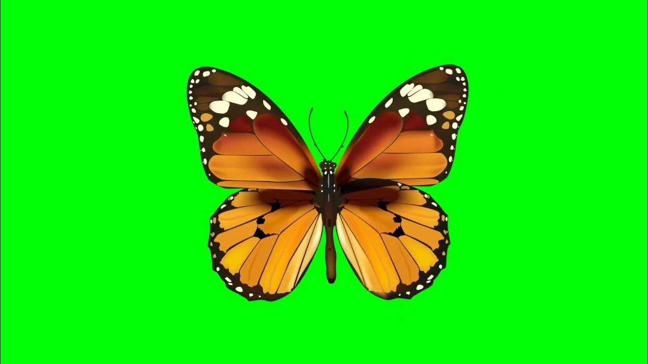 butterfly flying animation - YouTube