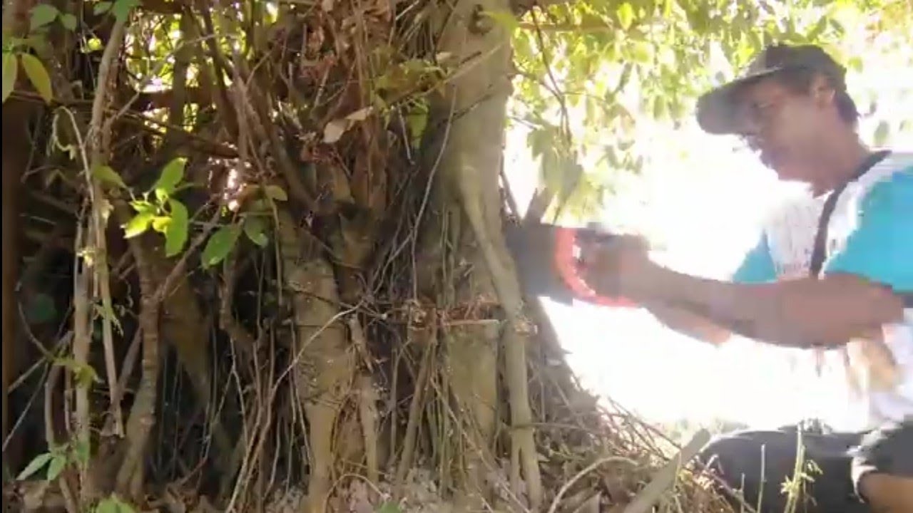 how to hunt red Balete Bonsai materials - YouTube