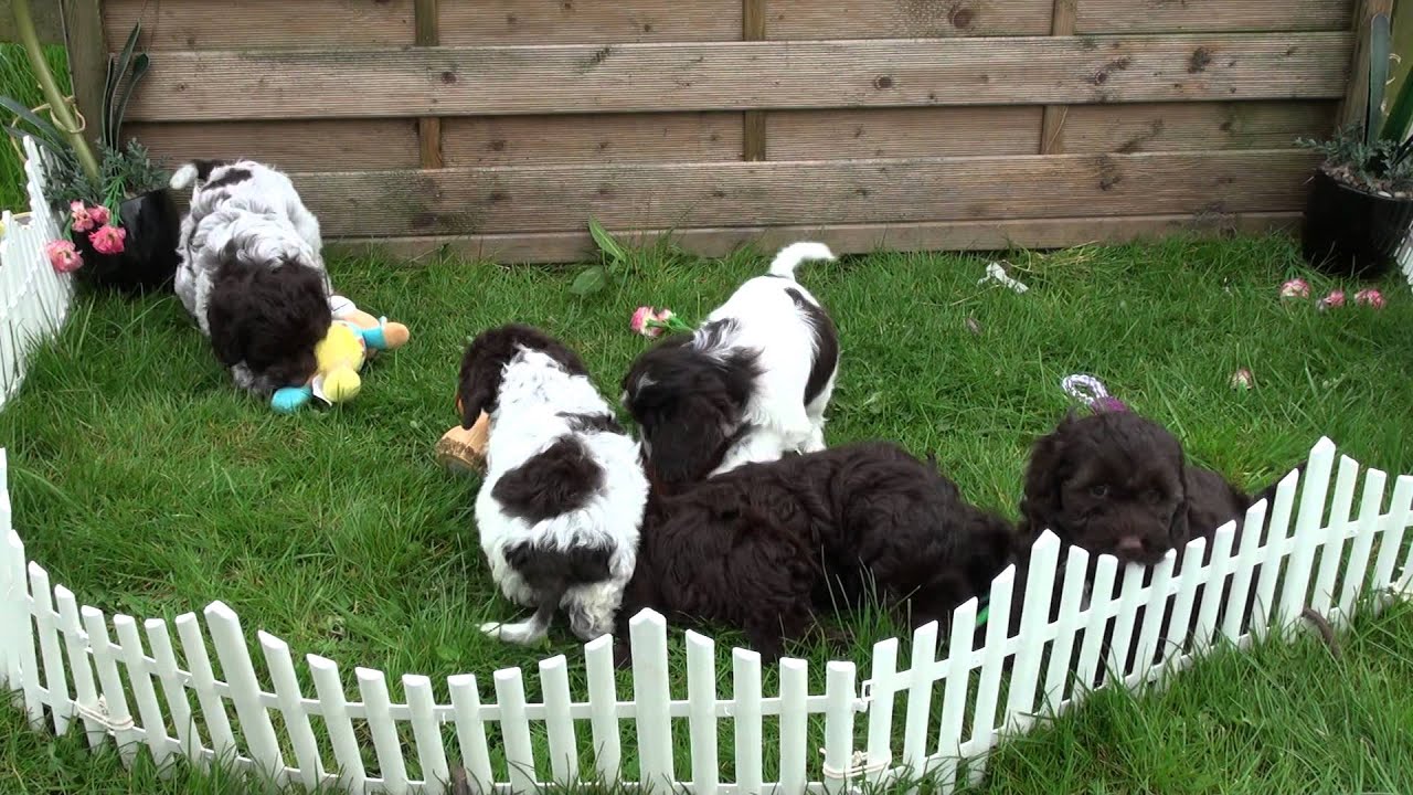 Little Rascals Uk breeders New litter of chocolate cockerpoos - YouTube