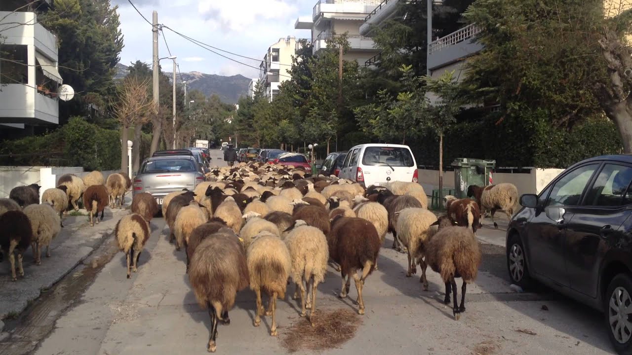 O ΤΕΛΕΥΤΑΙΟΣ ΤΩΝ ΚΤΗΝΟΤΡΟΦΩΝ ΣΤΑ Β. ΠΡΟΑΣΤΙΑ - YouTube
