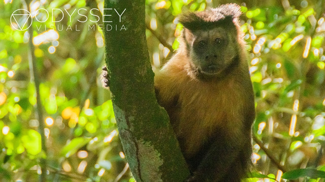 Beautiful Wildlife of Rio de Janeiro | Botanical Gardens, Rainforest ...