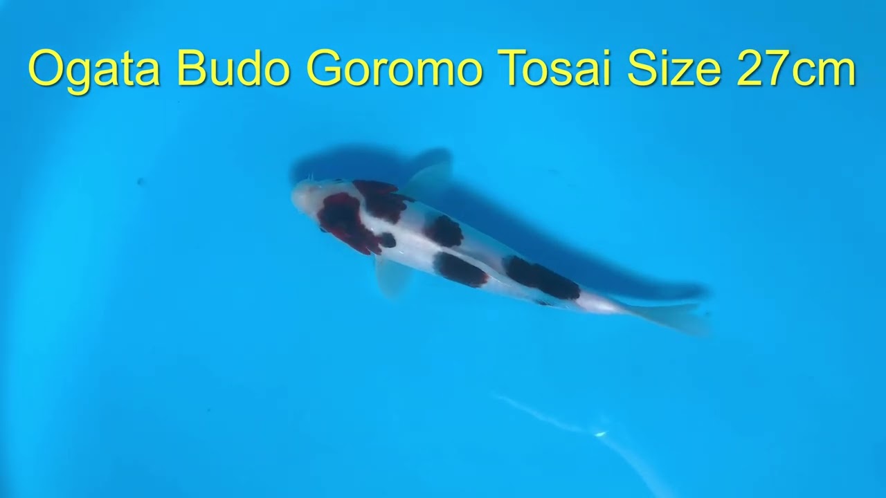 Budo Goromo | Coastal koi