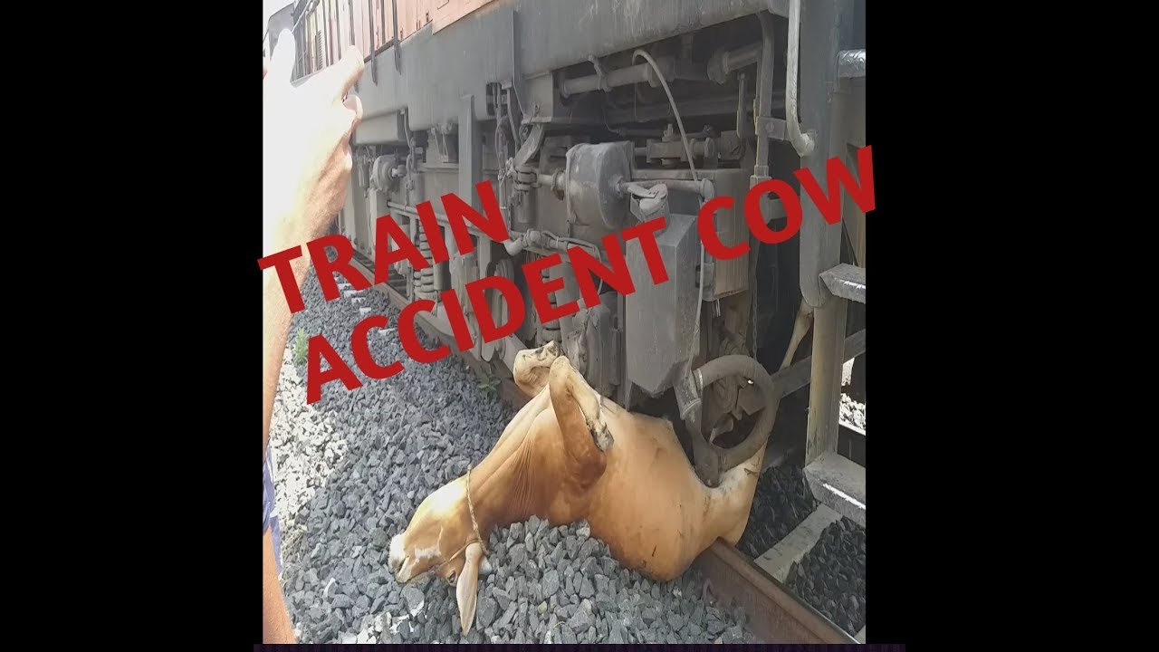 Live Accident !! Speedy Train Hits Cow | My 1st Vlog | gone wrong ...