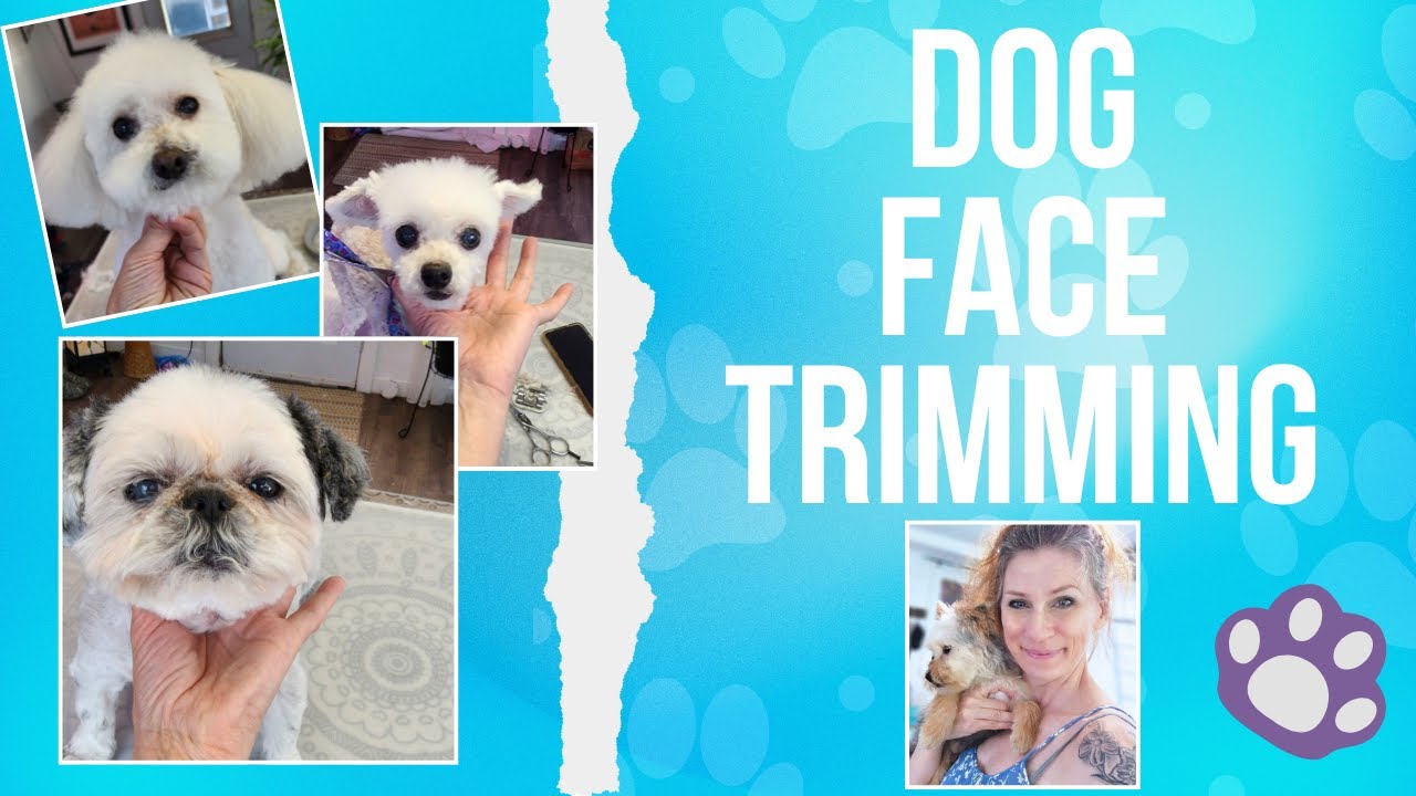 Dog Face Trimming Tutorial Short Muzzles and Poodle Faces - YouTube