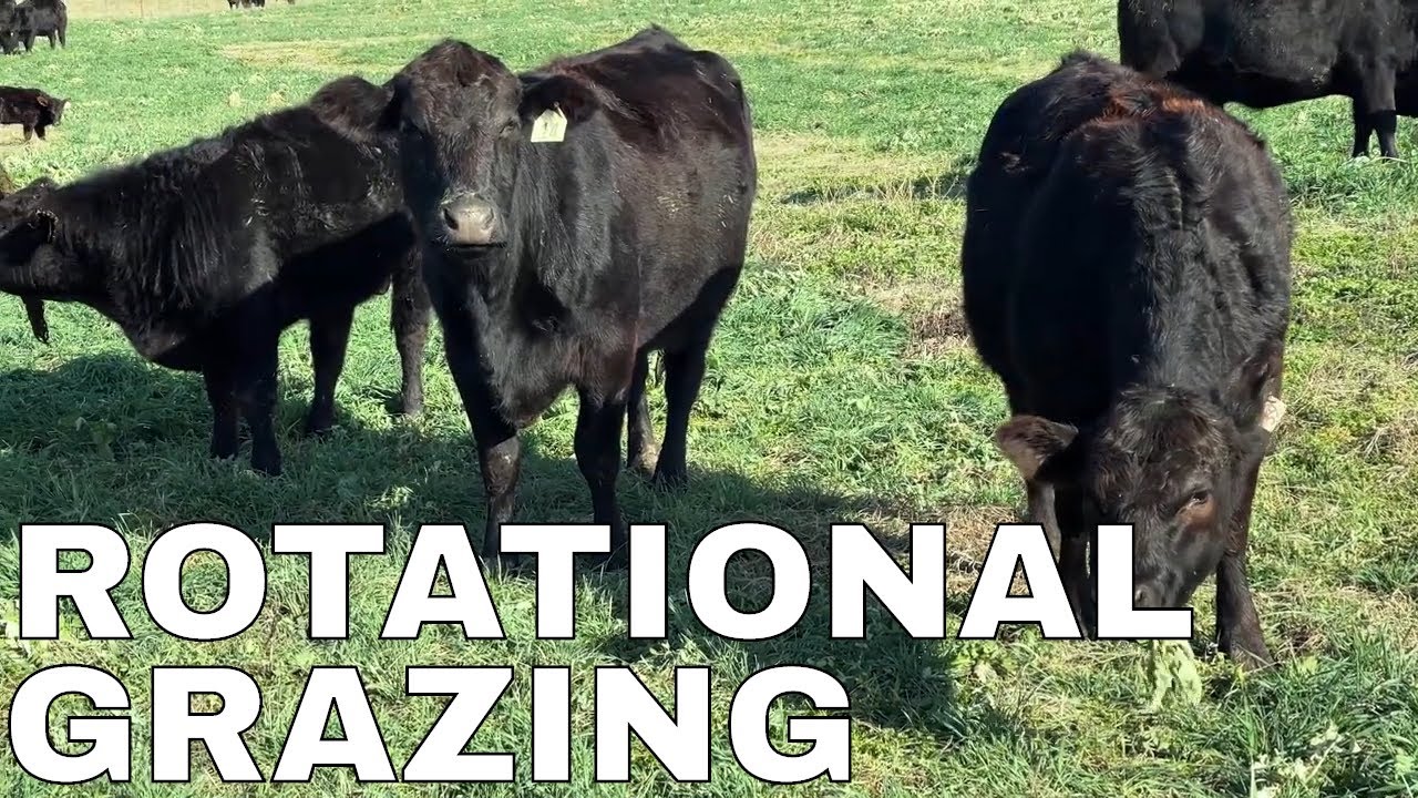 Rotational Grazing at Circle K Angus Farms - YouTube
