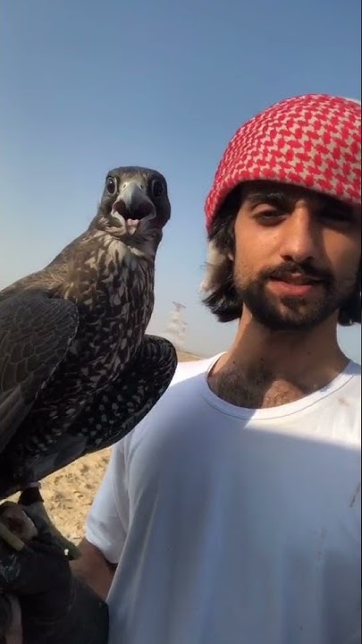 ستوريات صقور بدون حقوقستوريات انستاحالاة واتس ابستوريات حزينخيولصقور Youtube