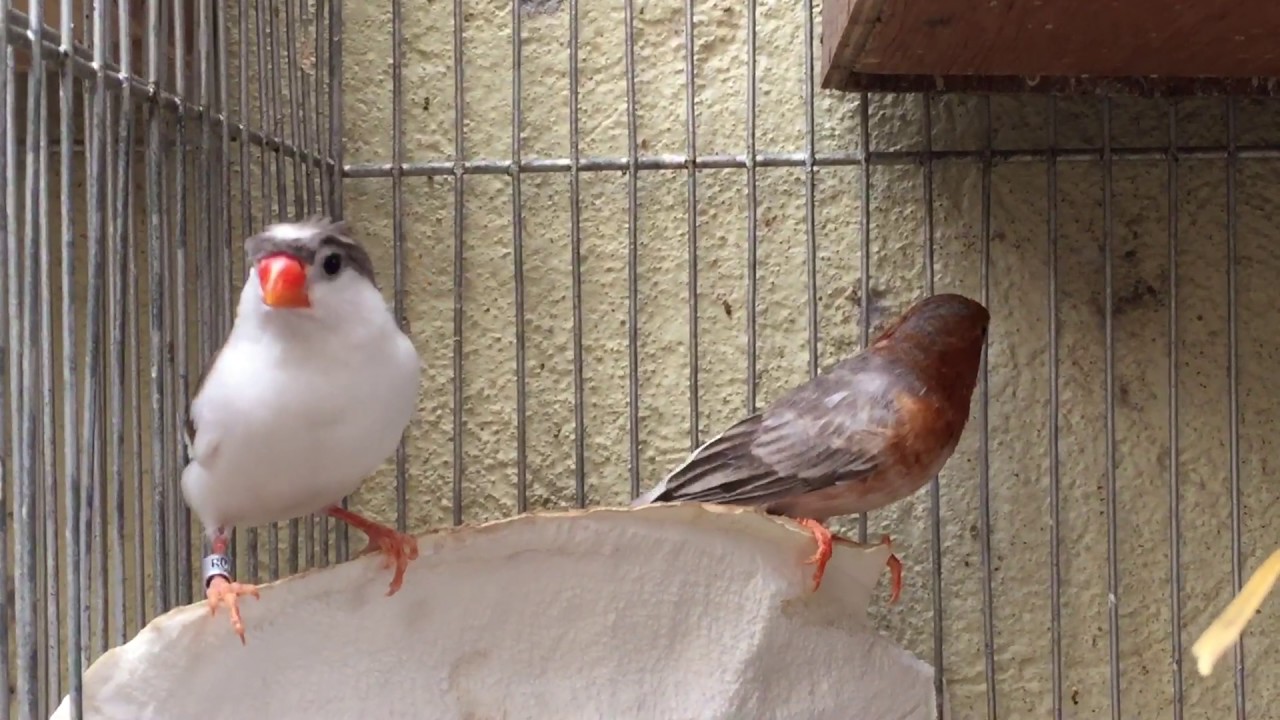 Full orange grey penguin zebra finch - YouTube