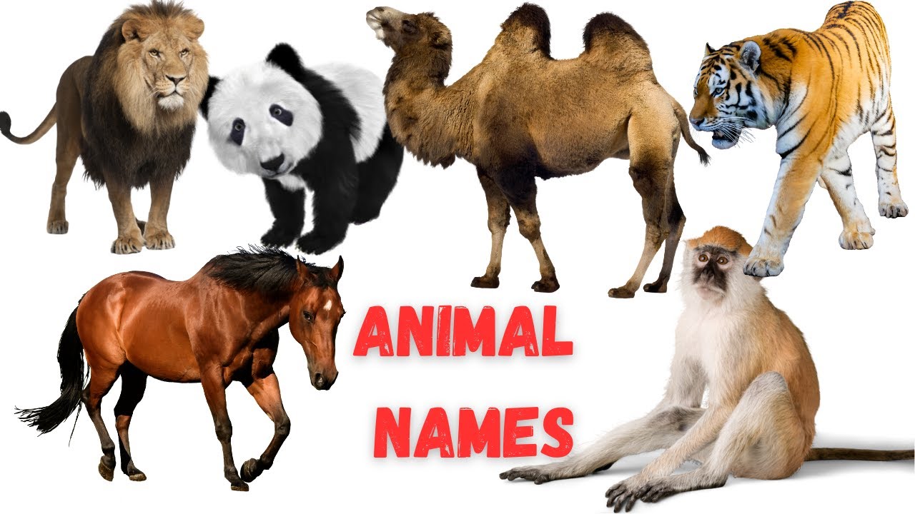 Animal Names for Children | Learn Wild Animal Names with Spelling ...