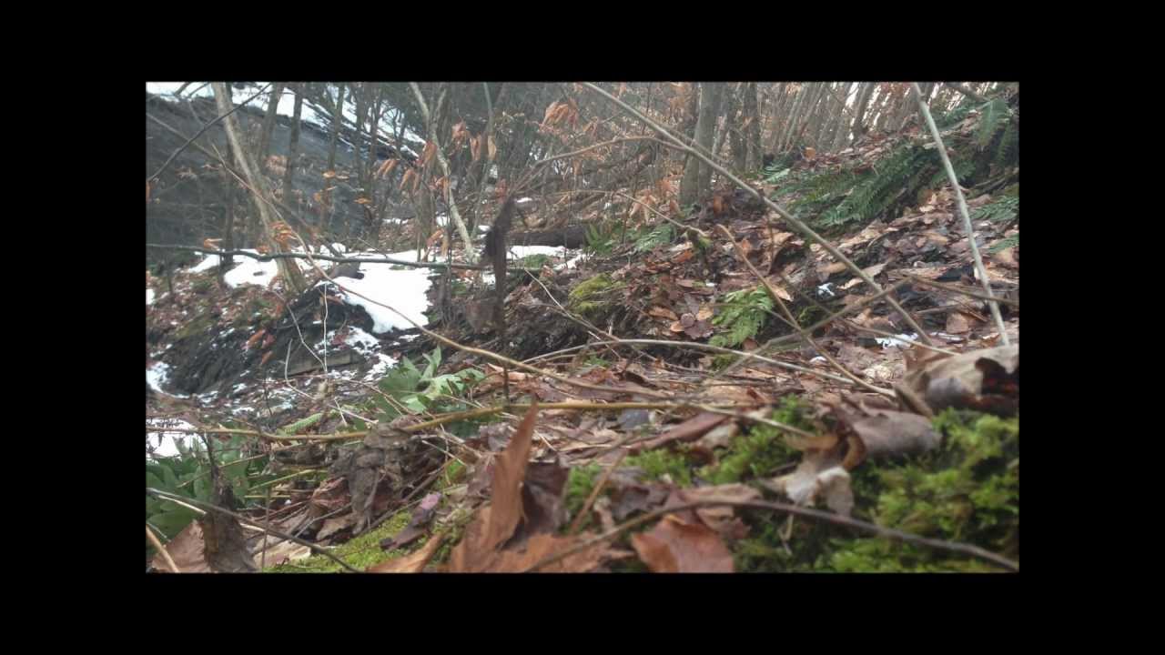 Deer stuck on Tree - YouTube