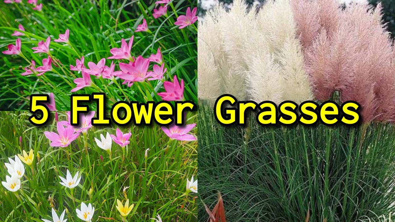 5 Grasses that gives gorgeous Flowers | Blooming Grasses - YouTube