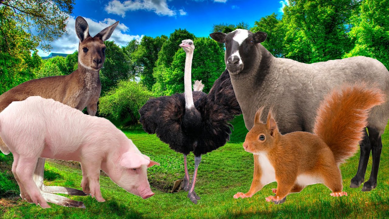 Beautiful sounds of wild animals: kangaroo, squirrel, seal - YouTube