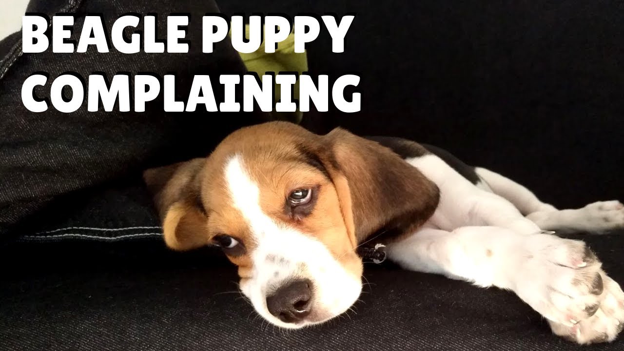 My dog complaining 😅 - YouTube
