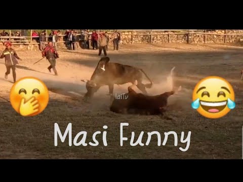 Iatur masi funny video