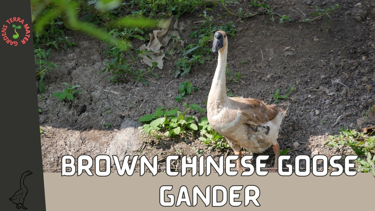 Brown Chinese Goose Gander: The Stately Leader of Your Waterfowl Flock ...