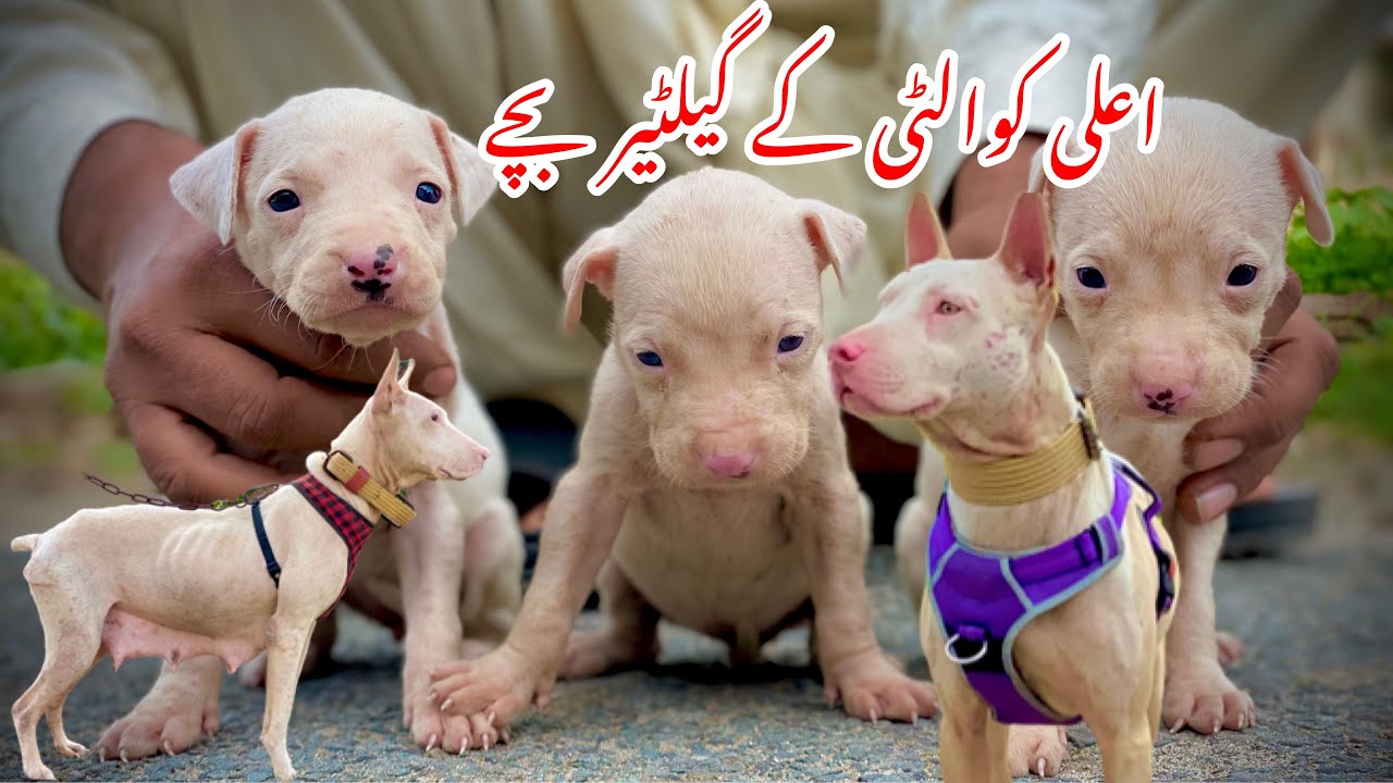 Top Quilty Gultair female puppys / Father Rocky Walaiti Gultair ...
