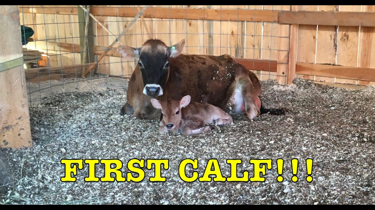 First Calf Born on our Farm! - YouTube