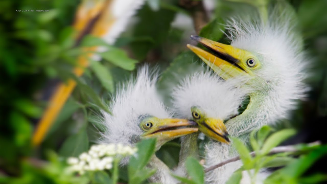 Merritt Island Birds & Wildlife - YouTube