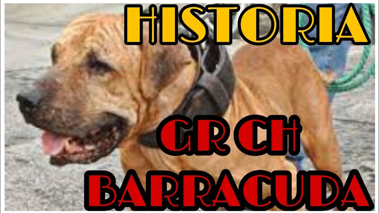 la HISTORIA de GR CH BARRACUDA el hijo de una leyenda #parati #gamedog ...