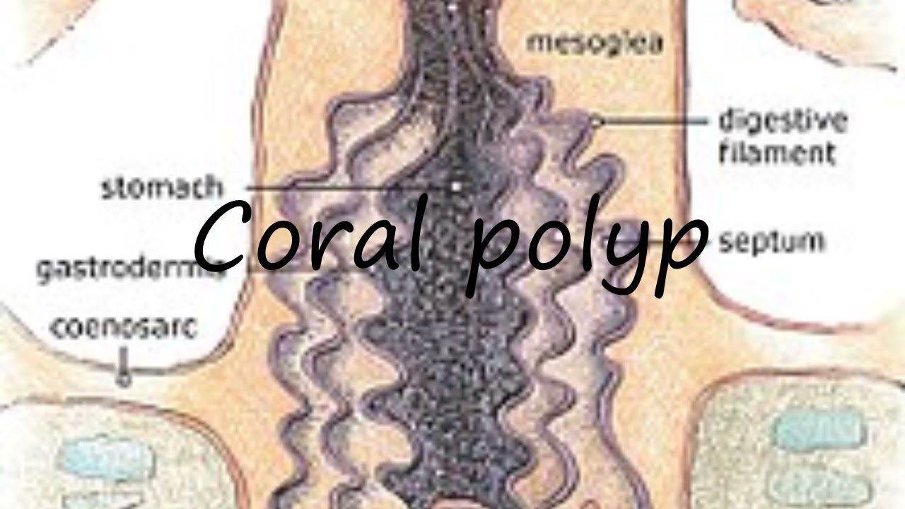How to pronounce Coral polyp in English? - YouTube