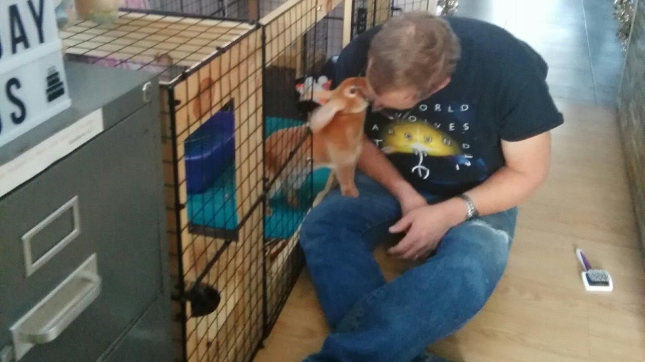 Owning a Rabbit(s). Grooming Your New Bunny - YouTube