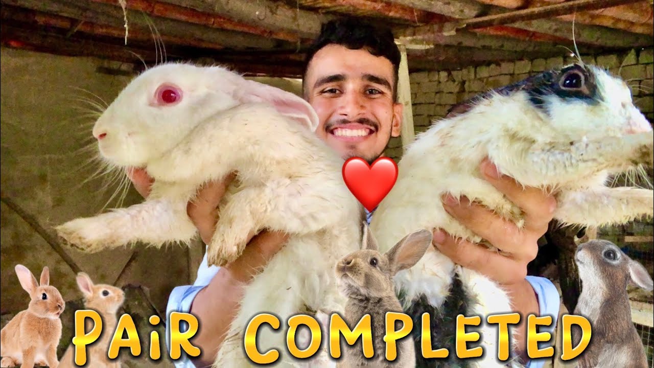 Rabbits Started Breeding 🐇 | Pak Birds - YouTube
