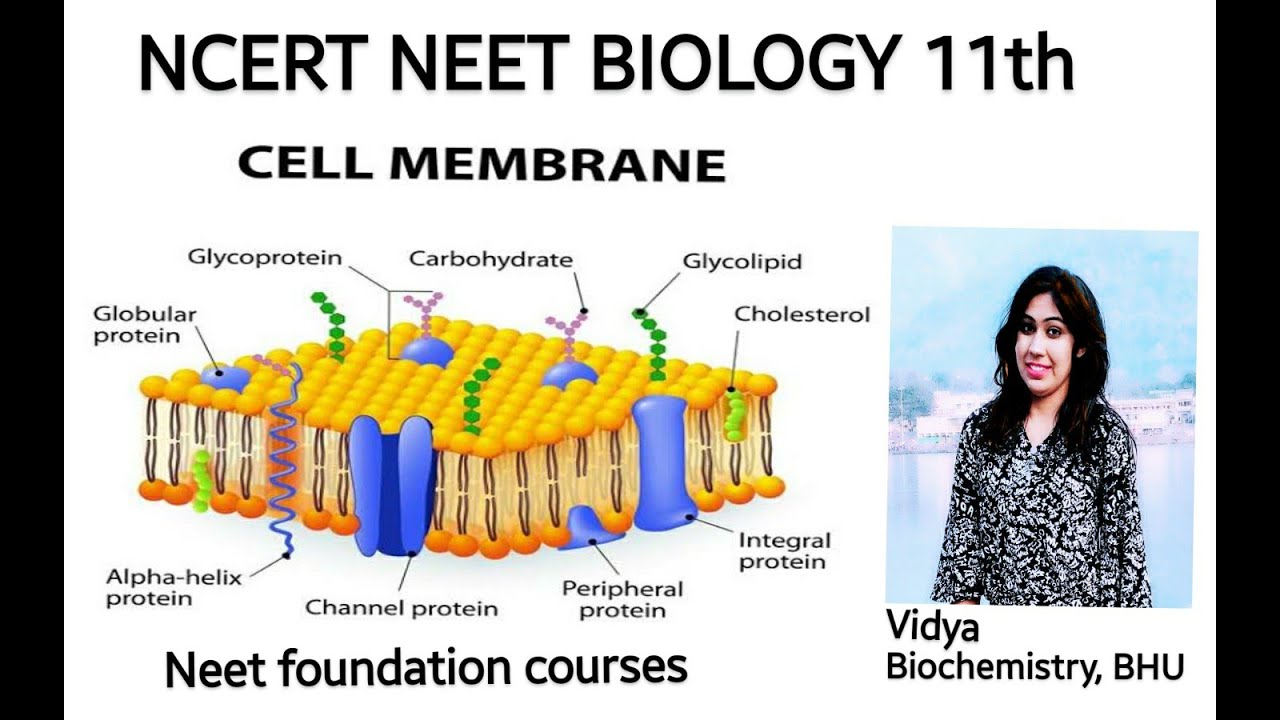 CELL MEMBRANE |NEET |NCERT |BIOLOGY 11th | NEET foundation course ...
