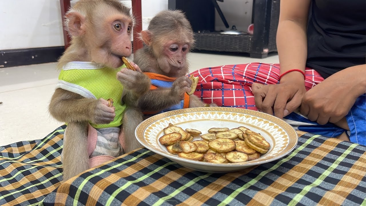 Monkey Bryan & Icy Watch Mom Make Banana Chips l | Live Stream 08 ...