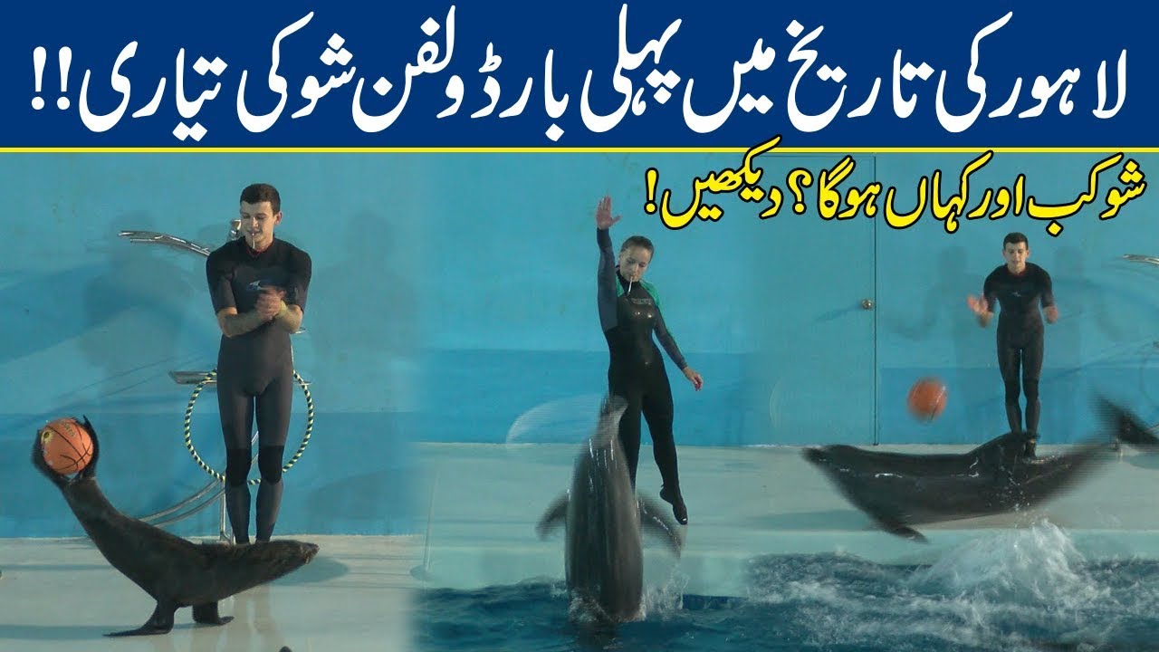 Crazy Dolphin Show! First Time Ever in Lahore | Lahore News HD - YouTube