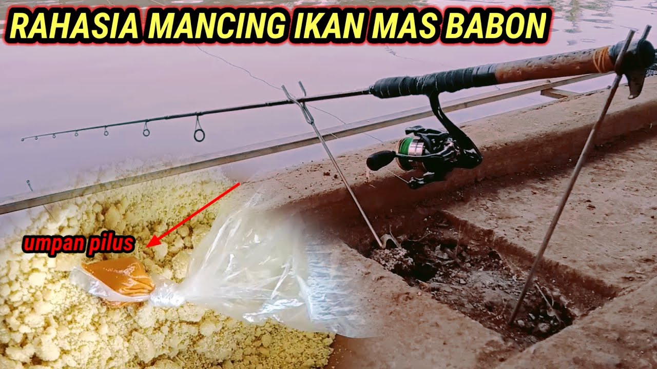 RAHASIA !!! CARA MANCING IKAN MAS BABON UNTUK PEMULA||PEMANCING HANDAL ...