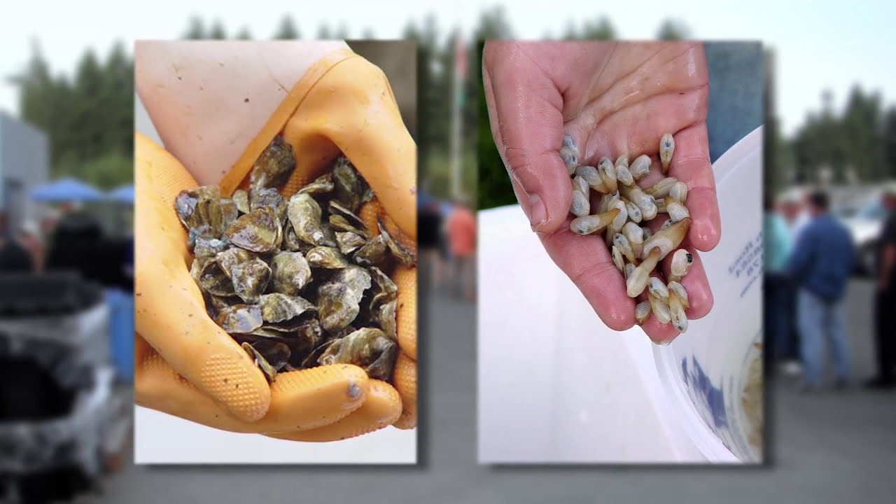 Shellfish | Washington Grown | S2E4 - YouTube