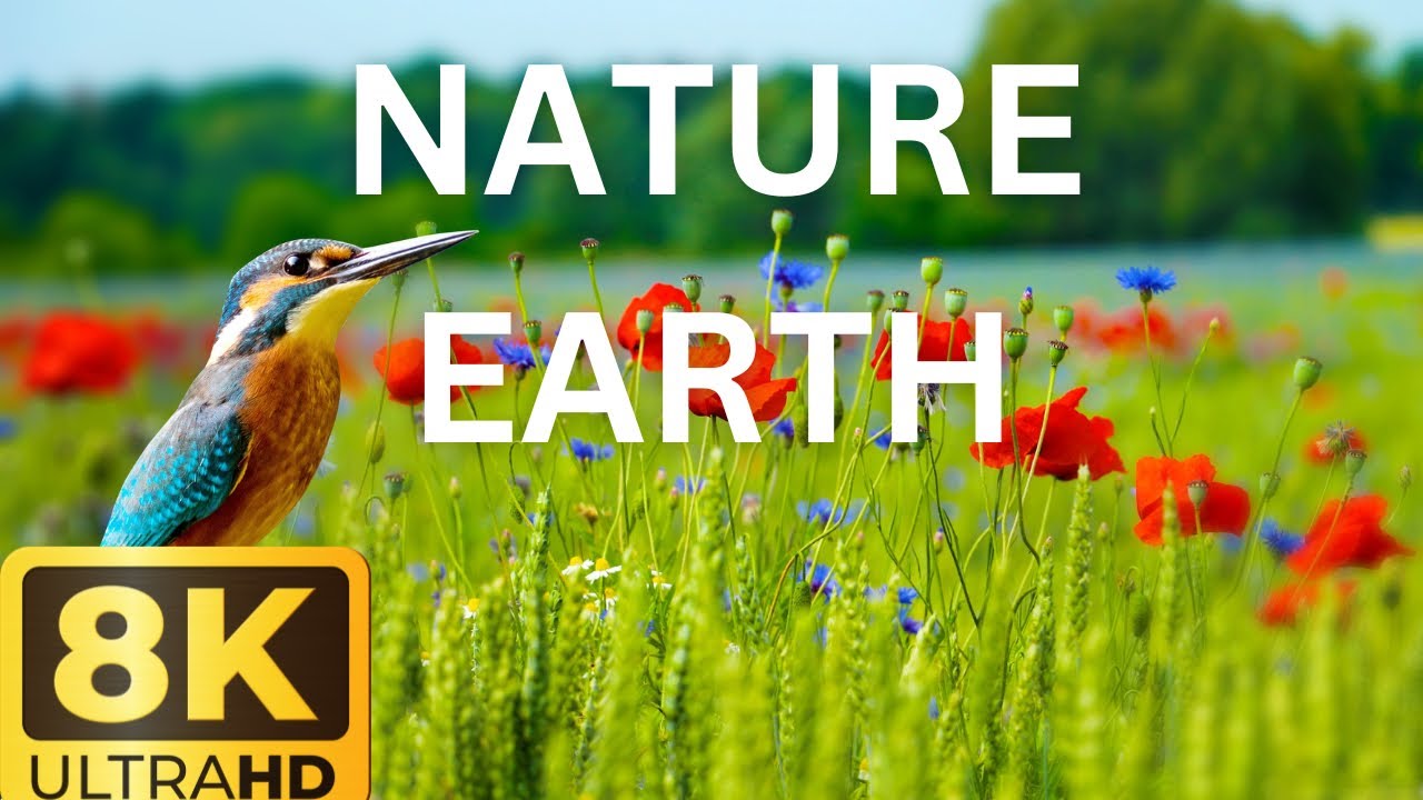 NATURE EARTH IN 8K (ULTRA HD) - EPIC VIRTUAL TOUR ️🏝🌿🌴 | SLEEP MUSIC ...