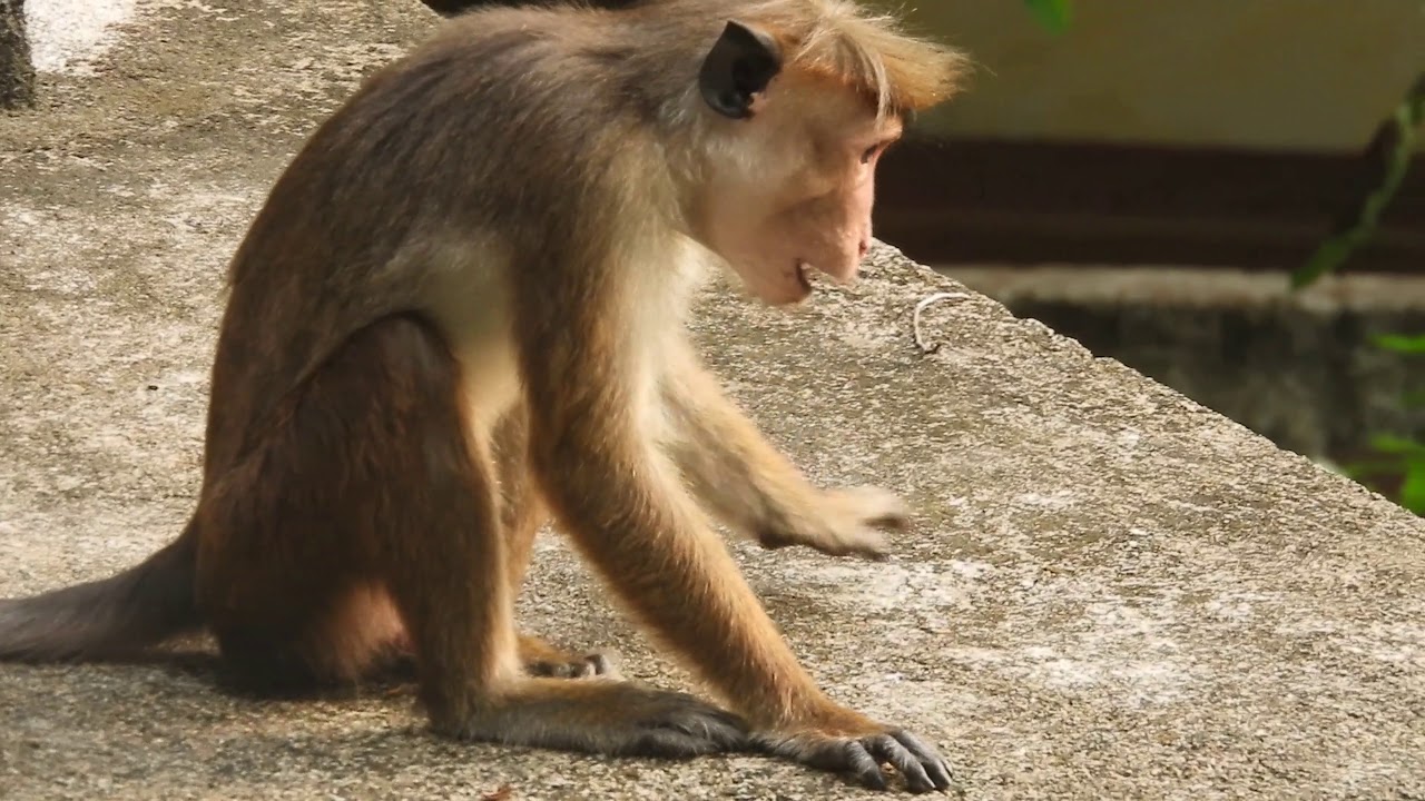 Animals jork videos. - YouTube