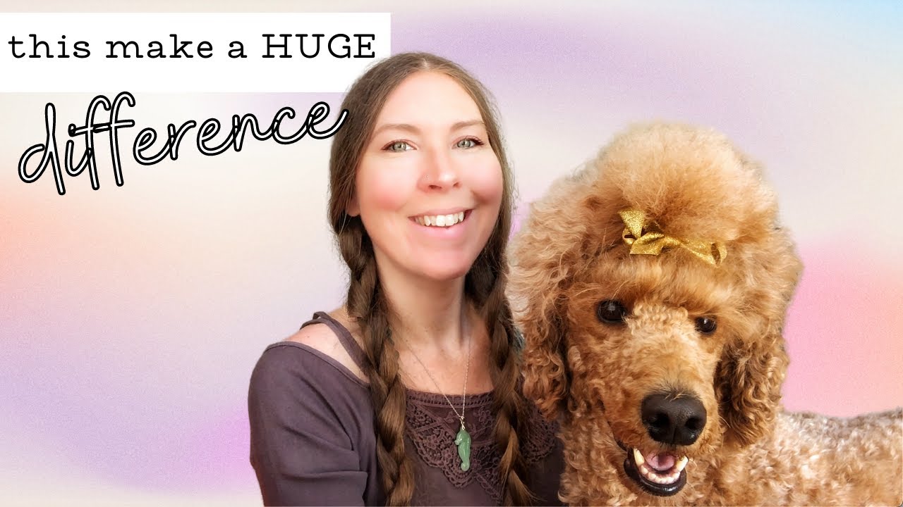 Setting Your Dog Up For Success! Tips for Taking Your Training to the ...