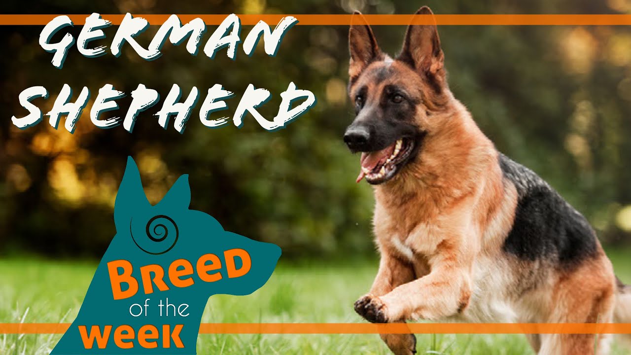 Breed of the week Episode 3: German Shepherd - YouTube