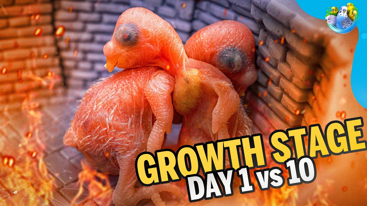 Budgie Growth Secrets Revealed in Just 5 Minutes! - YouTube