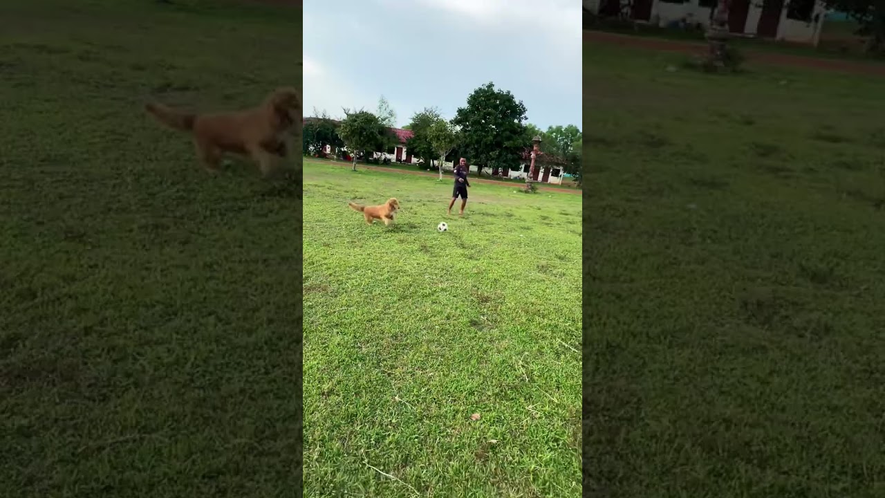 Golden 2years old play ball - YouTube