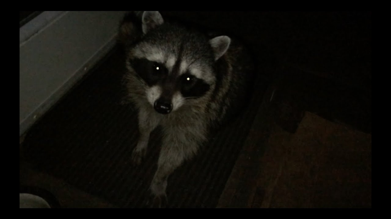 Injured Raccoon - Part 1, Spicer - YouTube