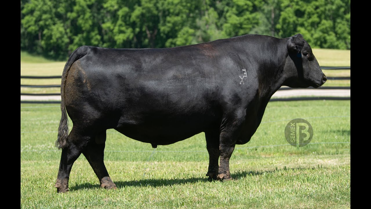 0200AN10375 EXAR PILLAR 9723B - YouTube