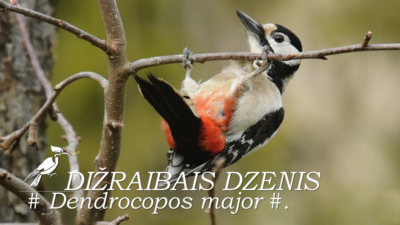 Putni / Birds : DIŽRAIBAIS DZENIS / Dendrocopos major /. - YouTube