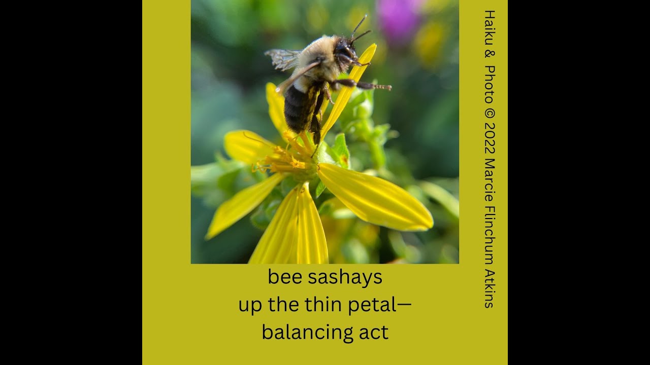 Bee sashays Haiku - YouTube
