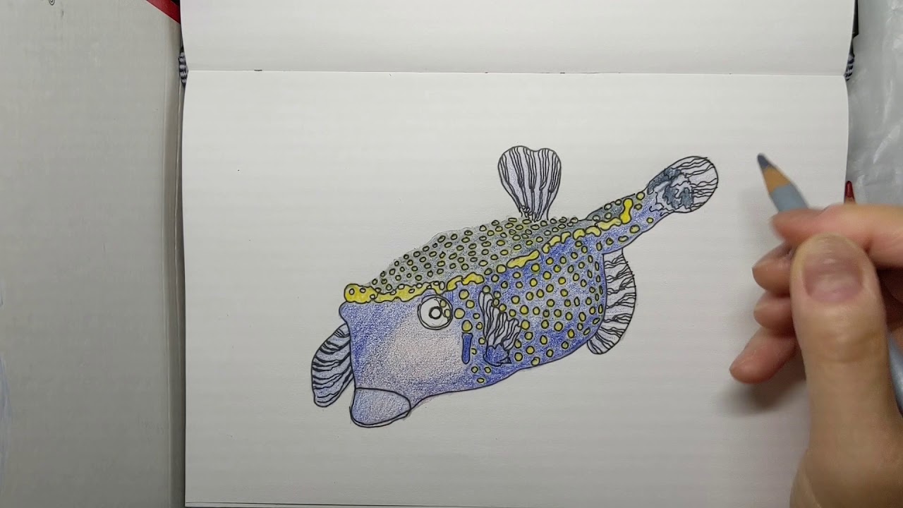 Coloring Boxfish - YouTube